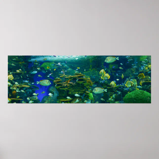 Tropical fish Poster | Zazzle