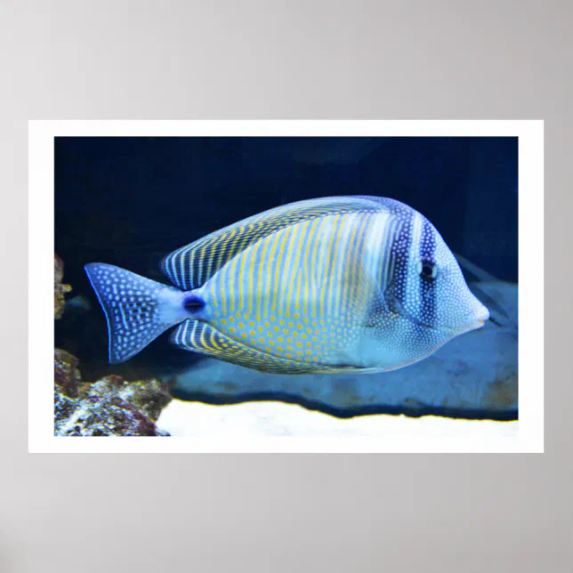 Tropical fish poster | Zazzle
