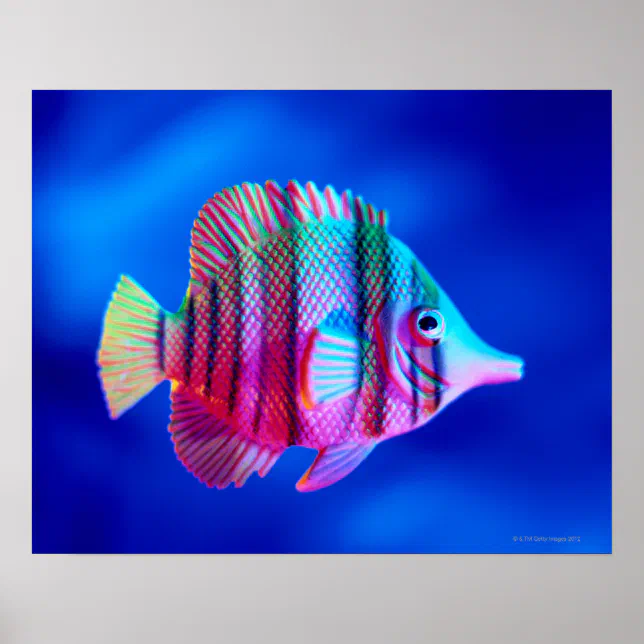 Tropical Fish Poster | Zazzle