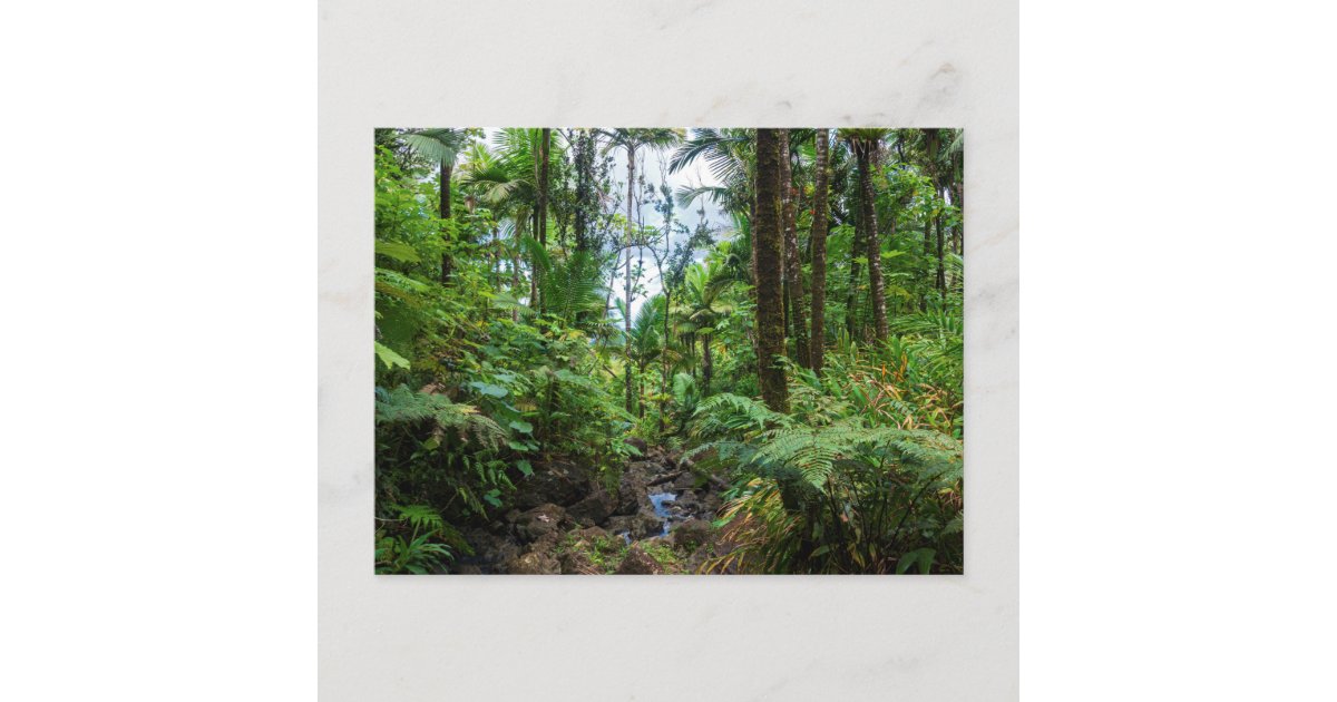 Tropical flora of el yunque rainforest postcard | Zazzle