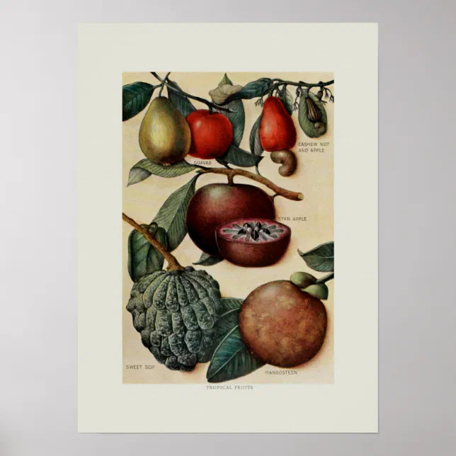 Tropical fruits poster | Zazzle