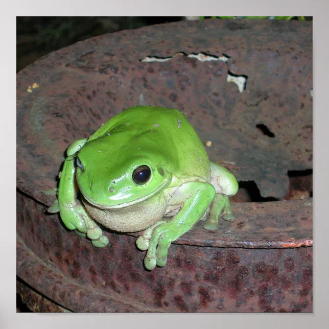 Tropical Green Tree Frog Poster | Zazzle