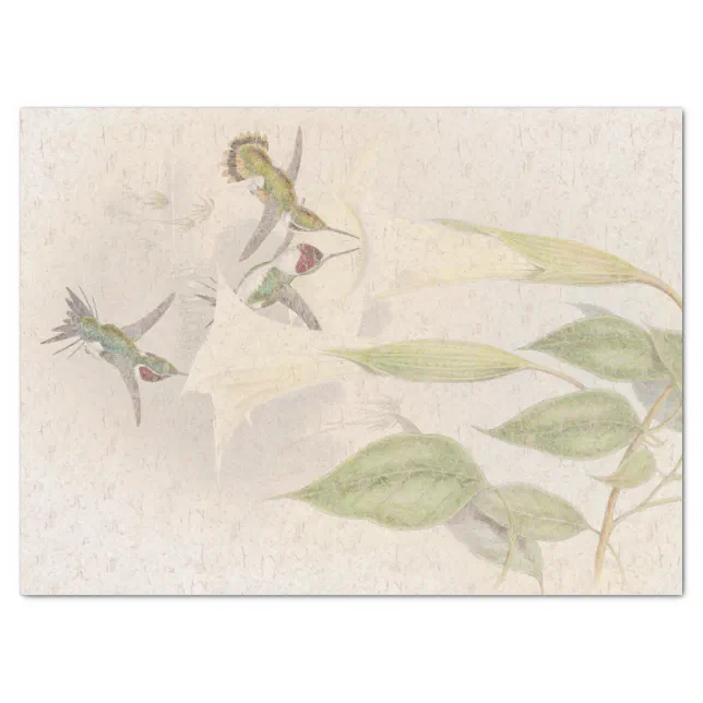Tropical Hummingbird Birds Floral Tissue Paper | Zazzle