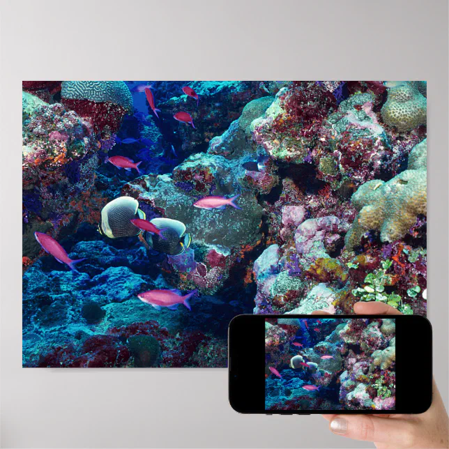 Tropical Marine Life Poster | Zazzle