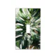 Tropical Monstera Leaves Frame Light Switch Cover | Zazzle