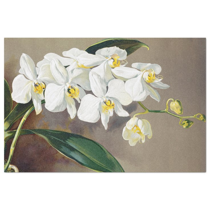 Tropical Orchid Flowers Floral Tissue Paper | Zazzle