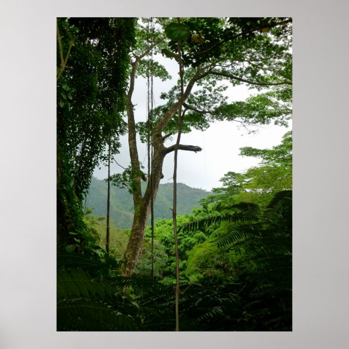 Tropical Rain Forest Poster | Zazzle.com