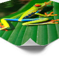 Tropical rainforest green red-eyed tree Frog Poster | Zazzle