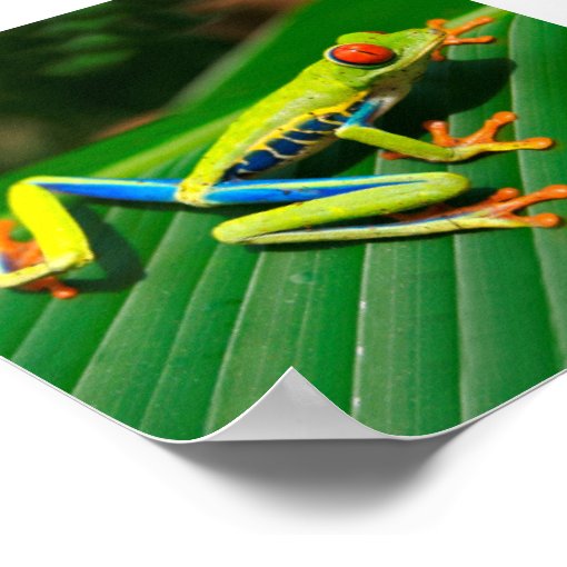 Tropical rainforest green red-eyed tree Frog Poster | Zazzle