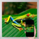 Tropical rainforest green red-eyed tree Frog Poster | Zazzle