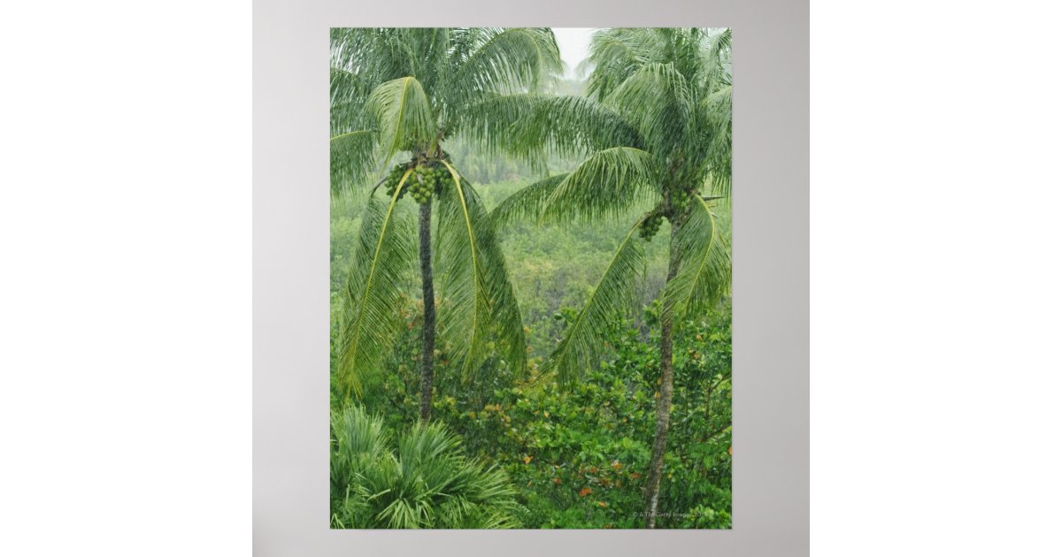 Tropical rainforest poster | Zazzle