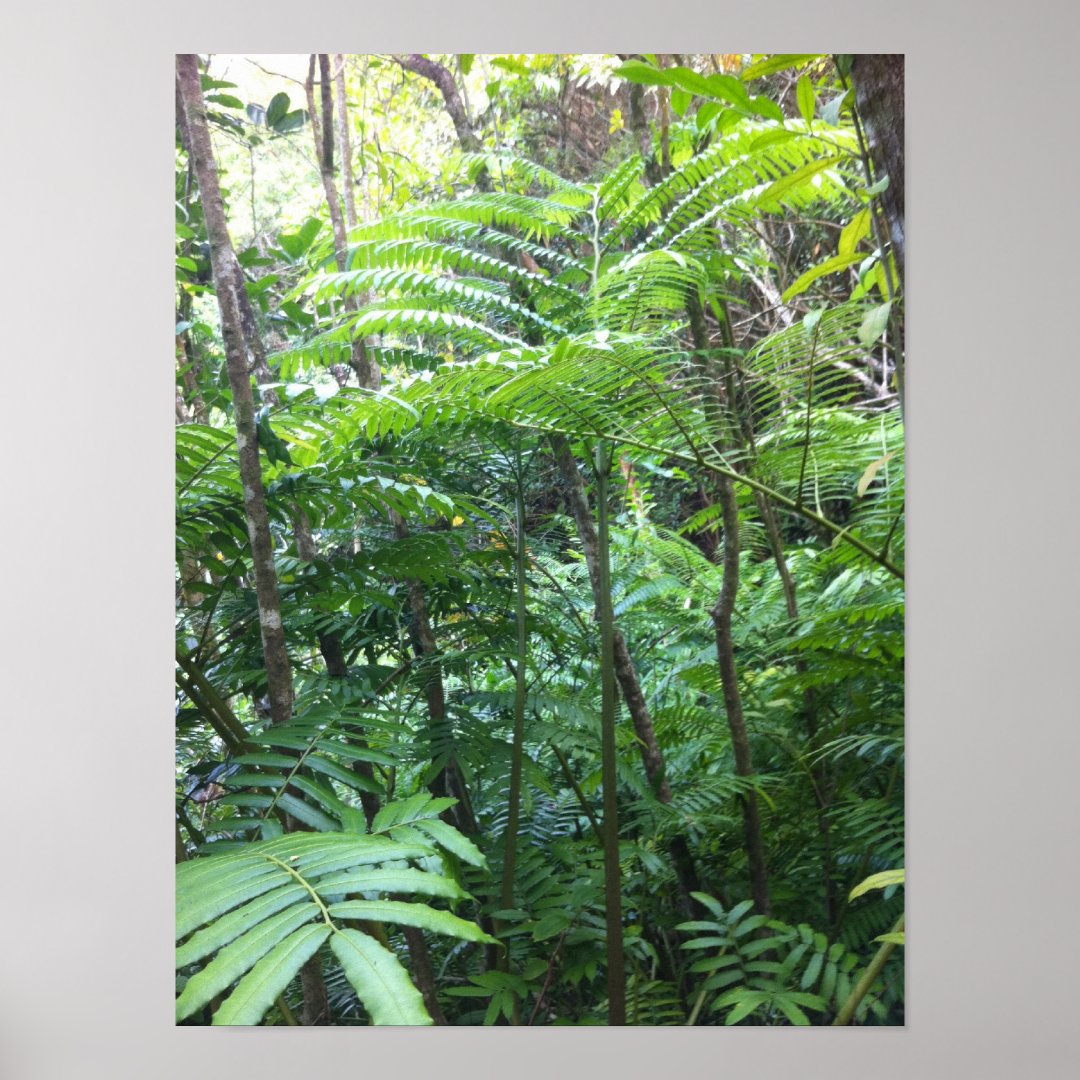 Tropical Rainforest Poster | Zazzle