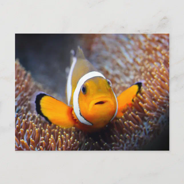 Tropical reef fish - Clownfish Postcard | Zazzle