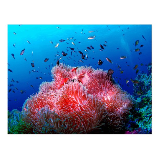 Tropical Sea Life Pink Glowing Anemone Coral Postcard | Zazzle.com