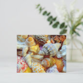 Tropical Seashells Photography Postcards | Zazzle