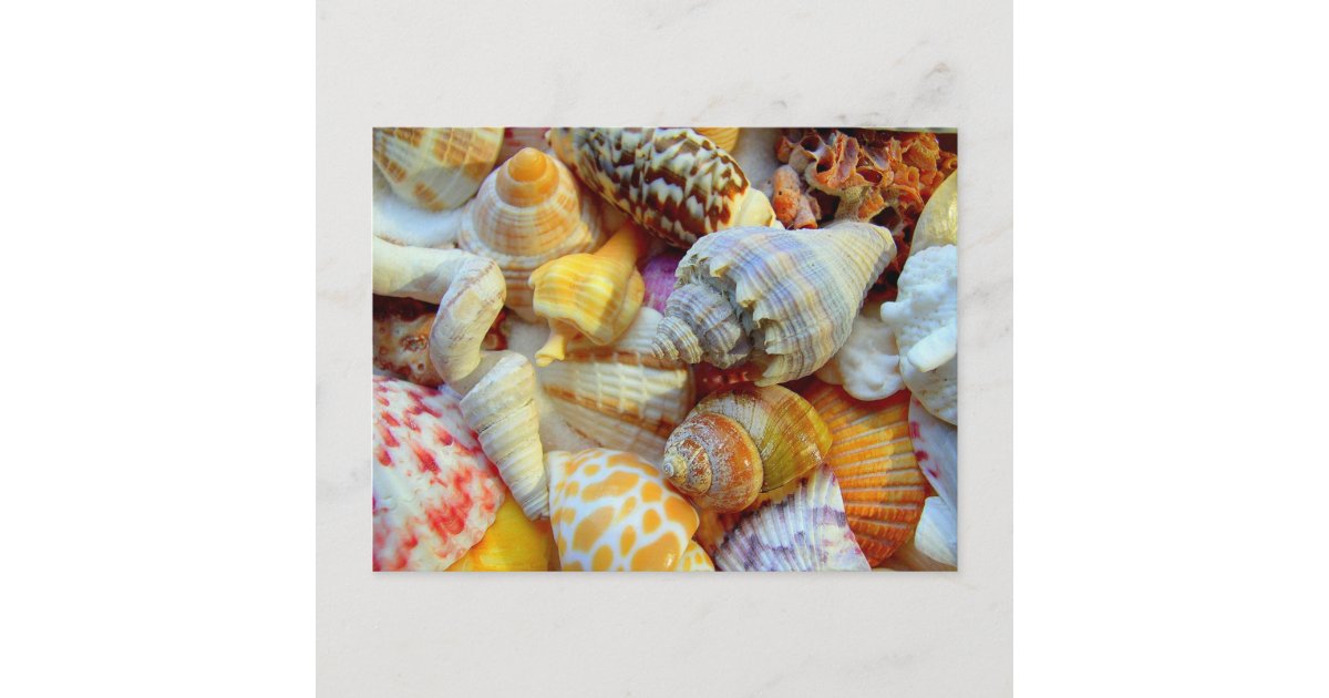 Tropical Seashells Photography Postcards | Zazzle