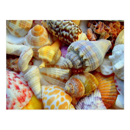 Tropical Seashells Photography Postcards | Zazzle.com