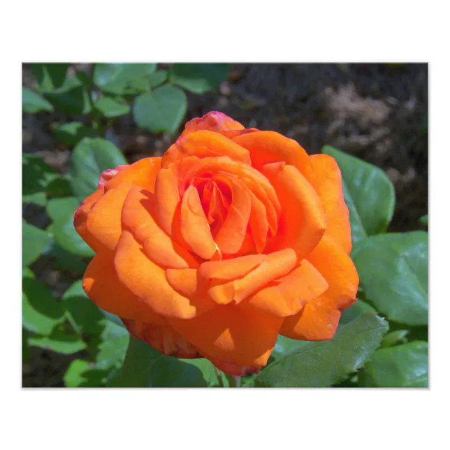 Tropicana Rose Photo | Zazzle