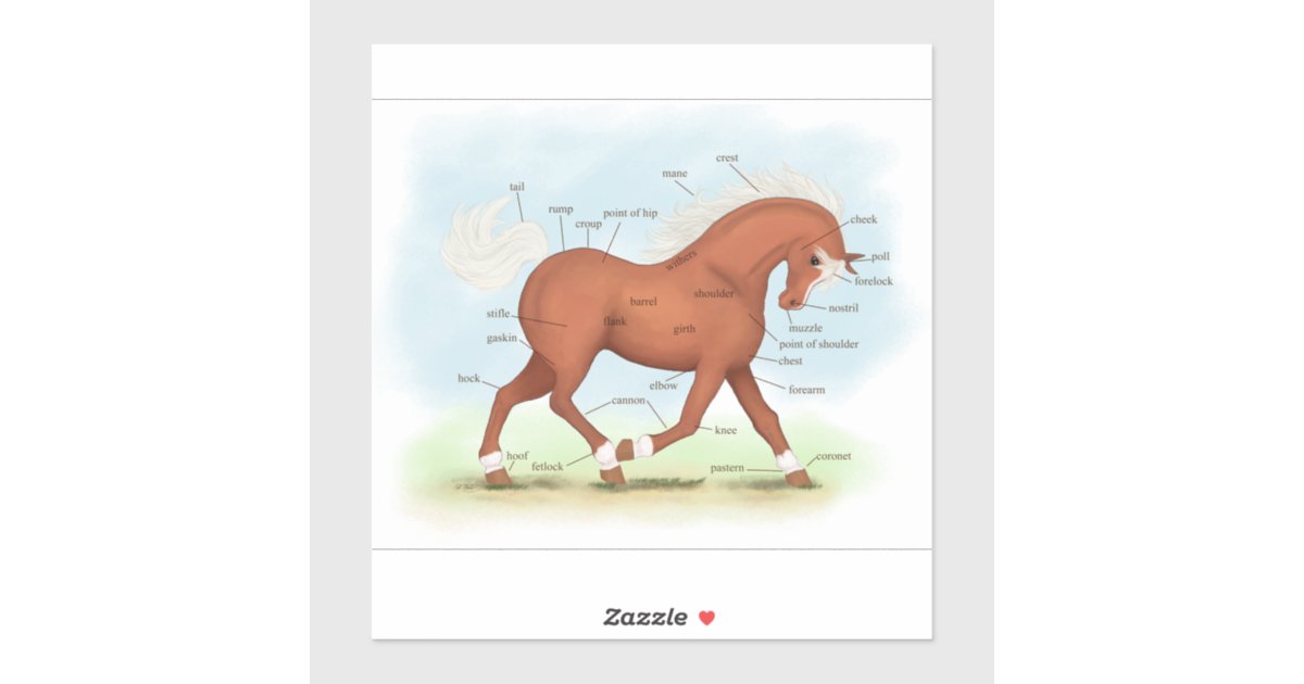 Trotting Sorrel Horse Equestrian Anatomy Chart Sti Sticker | Zazzle