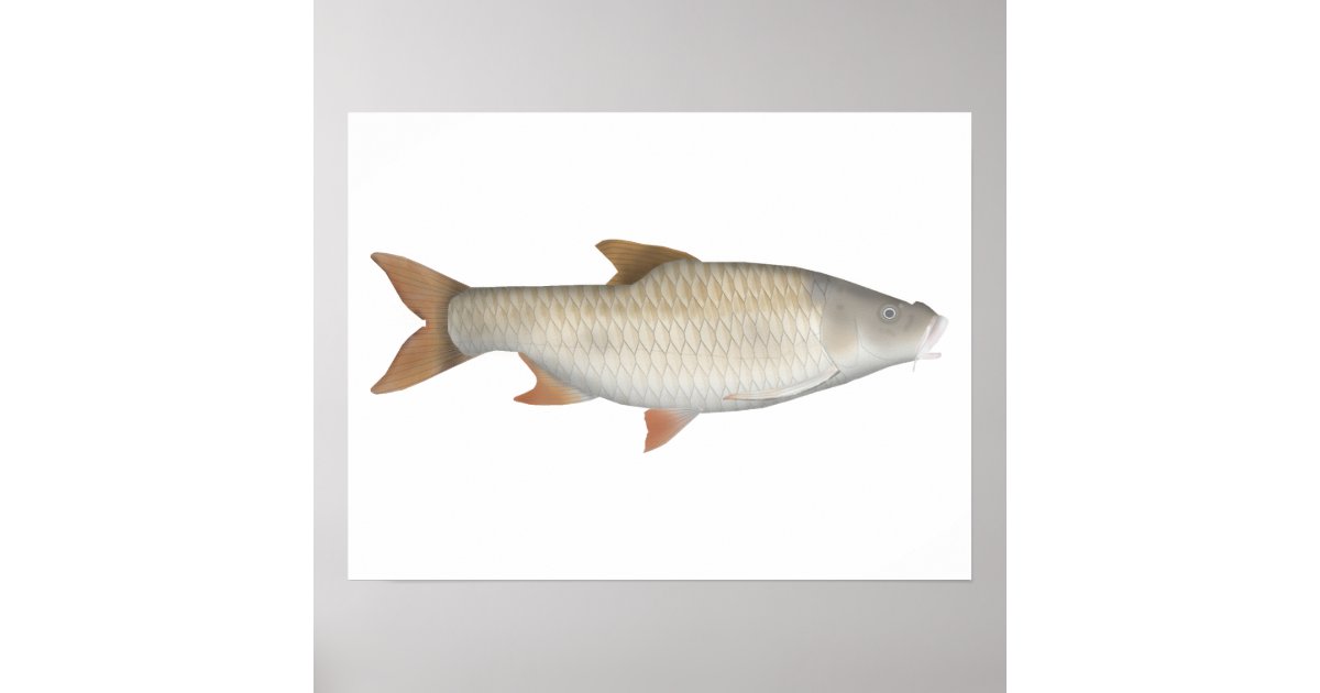 True big-scale tetra poster | Zazzle