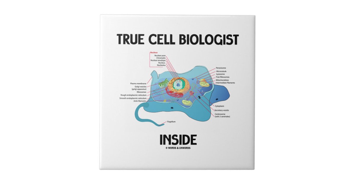 True Cell Biologist Inside (Eukaryote) Ceramic Tile | Zazzle