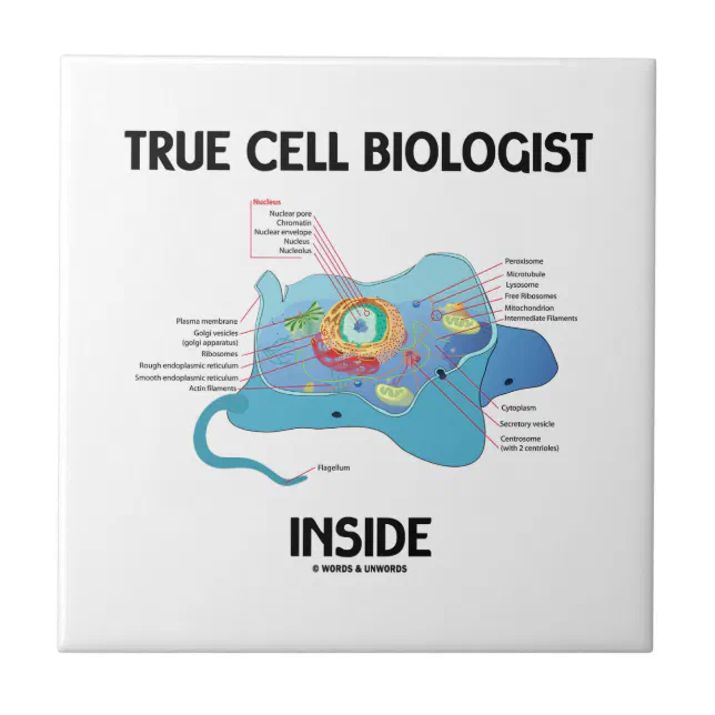 True Cell Biologist Inside (Eukaryote) Ceramic Tile | Zazzle