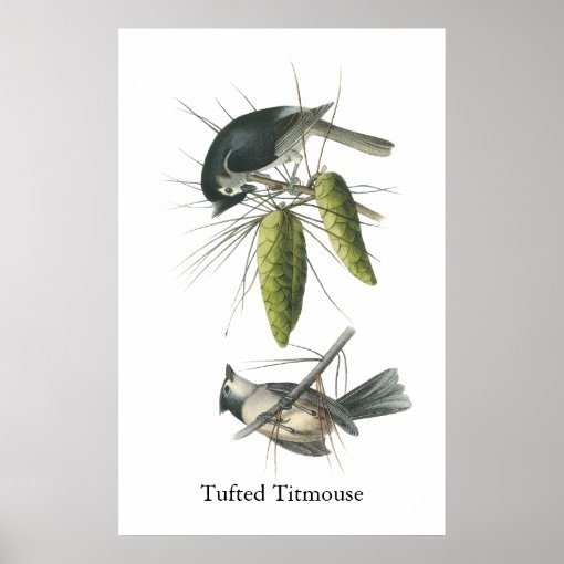 Tufted Titmouse, John Audubon Poster | Zazzle