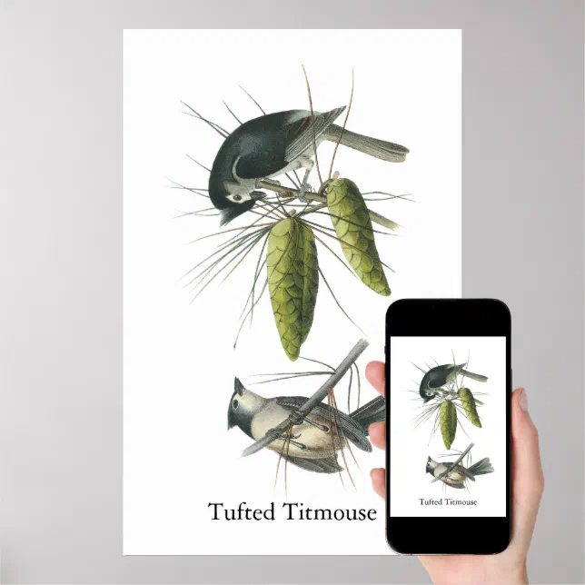 Tufted Titmouse, John Audubon Poster | Zazzle