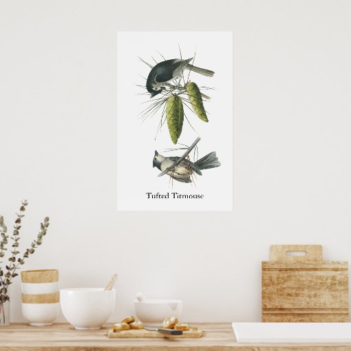 Tufted Titmouse, John Audubon Poster | Zazzle