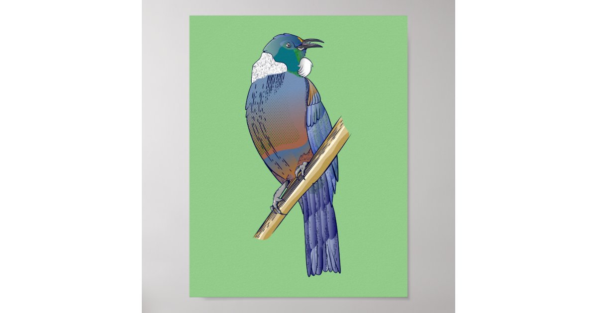 Tui New Zealand Bird Poster | Zazzle