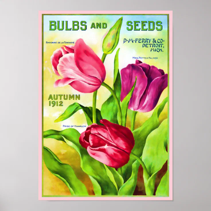 Tulip Bulbs Catalog Illustration Poster | Zazzle