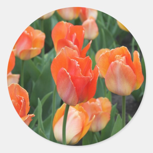 Tulip Stickers - 100% Satisfaction Guaranteed | Zazzle