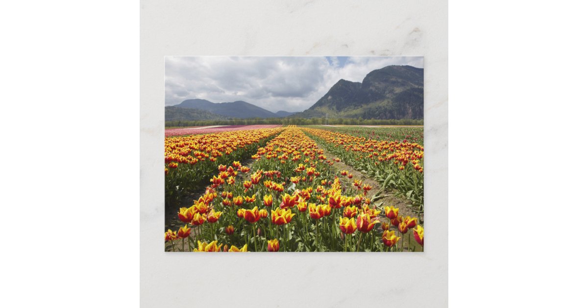 Tulip Farm near Agassiz, British Columbia, Postcard | Zazzle