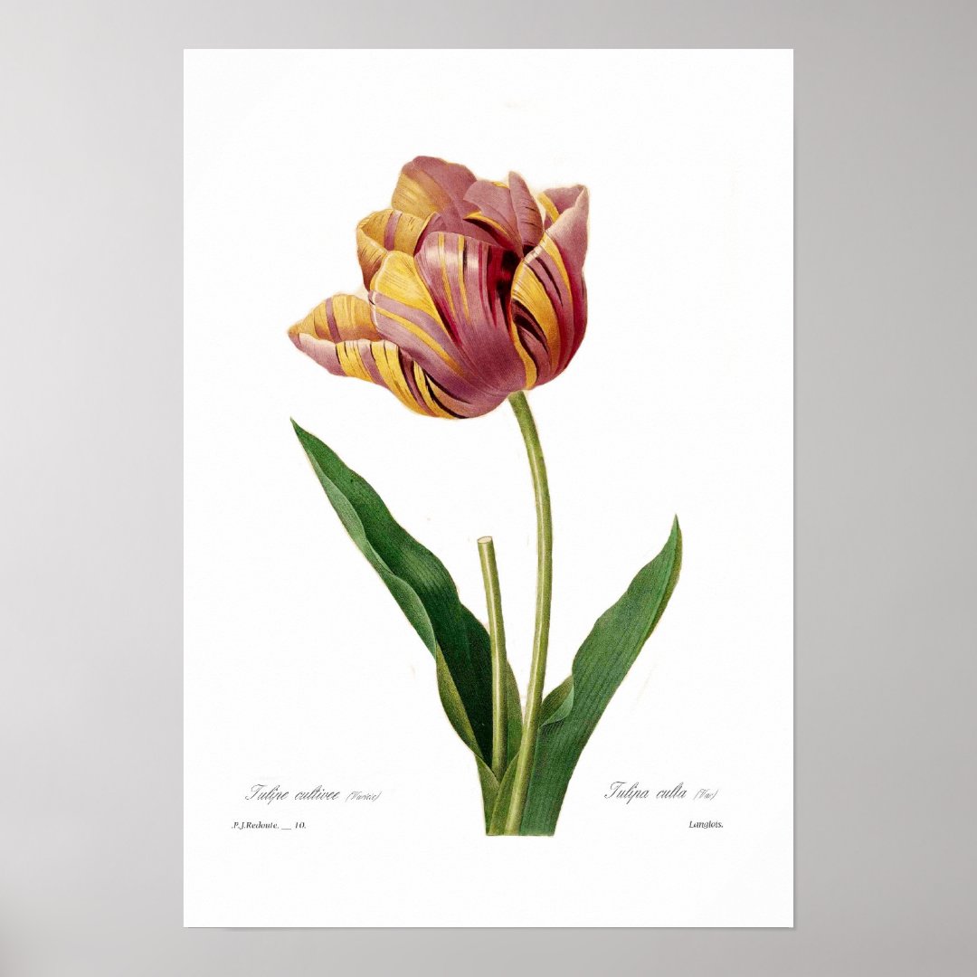 Tulip Poster | Zazzle