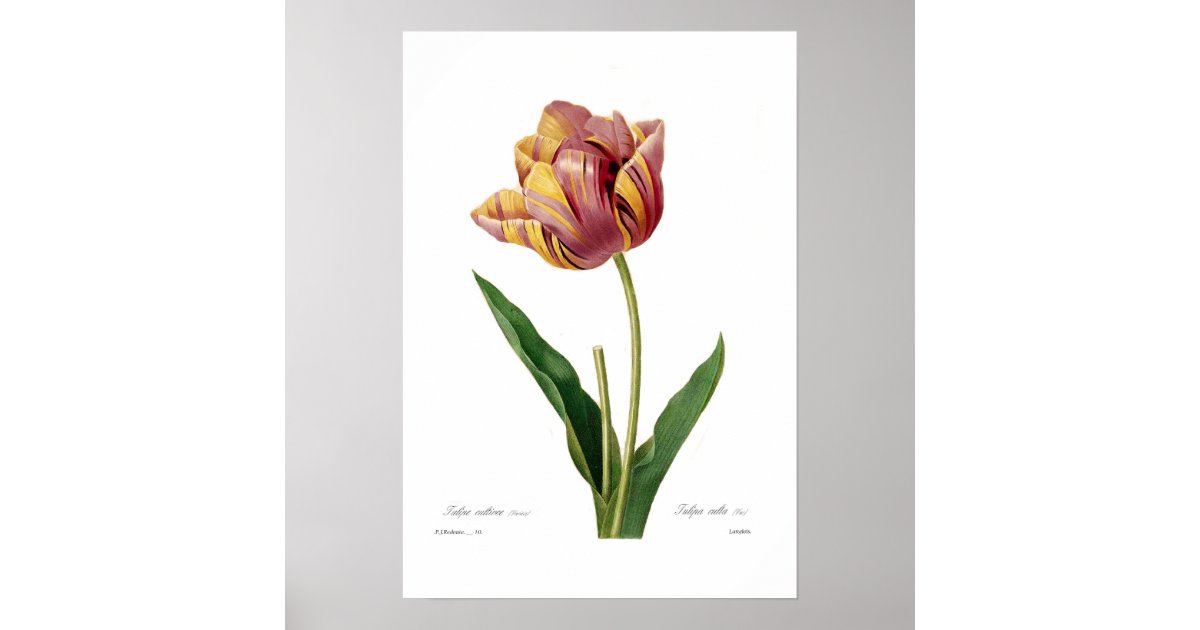 Tulip Poster | Zazzle
