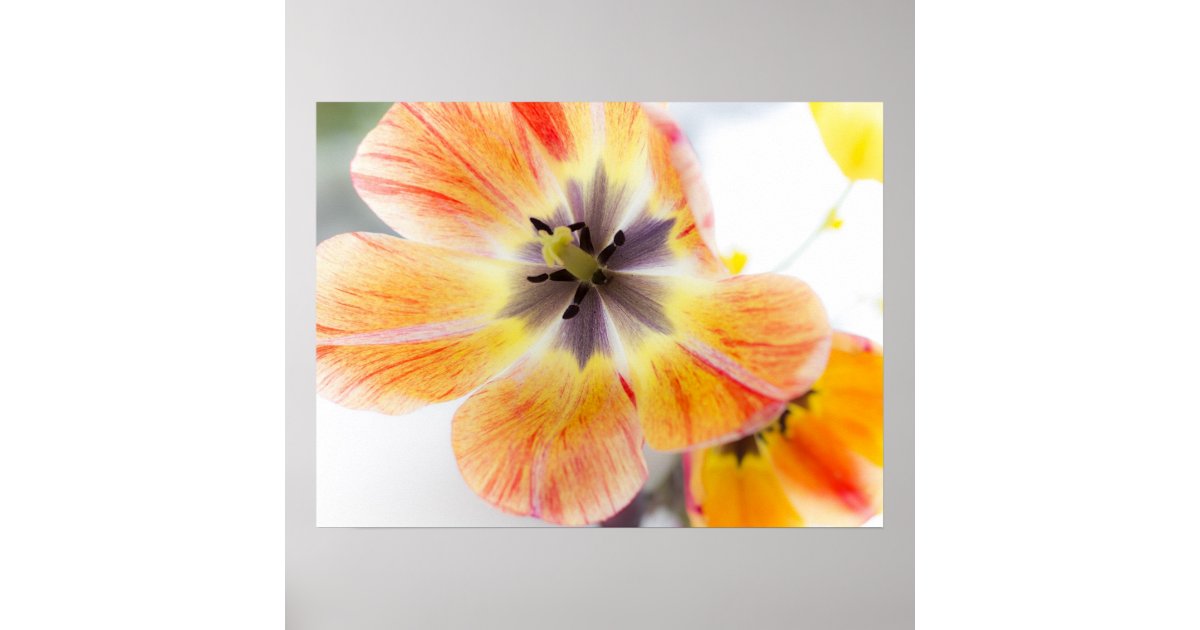 Tulip Poster 24" x 18" | Zazzle