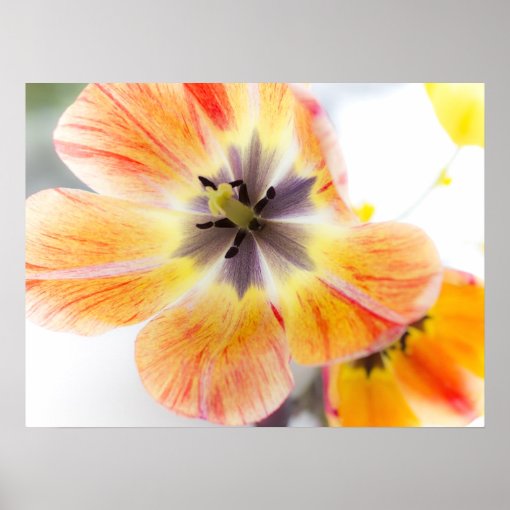 Tulip Poster 24" x 18" | Zazzle