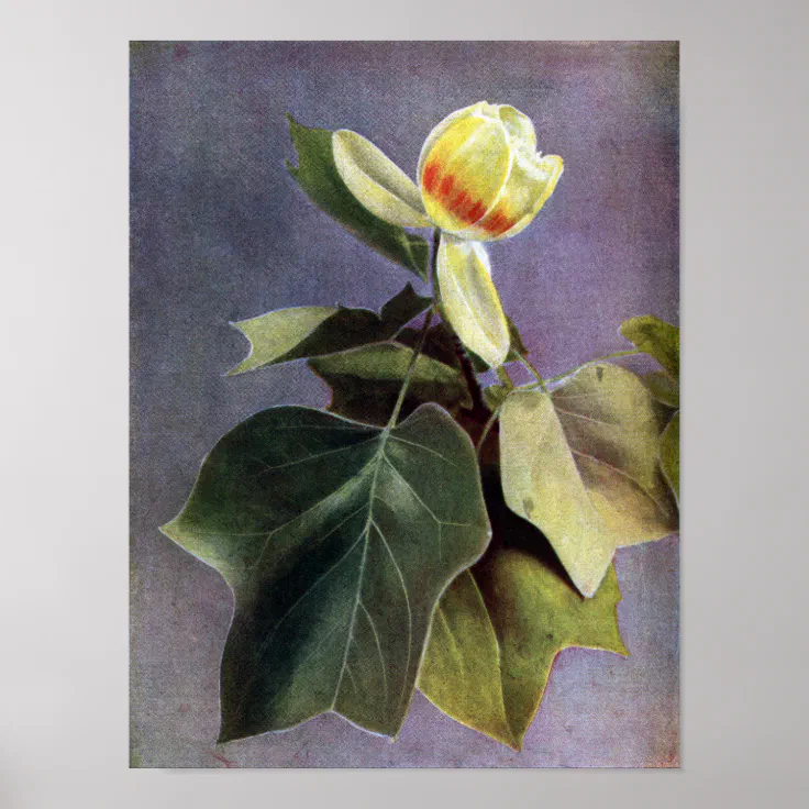 Tulip Tree Flower Poster | Zazzle