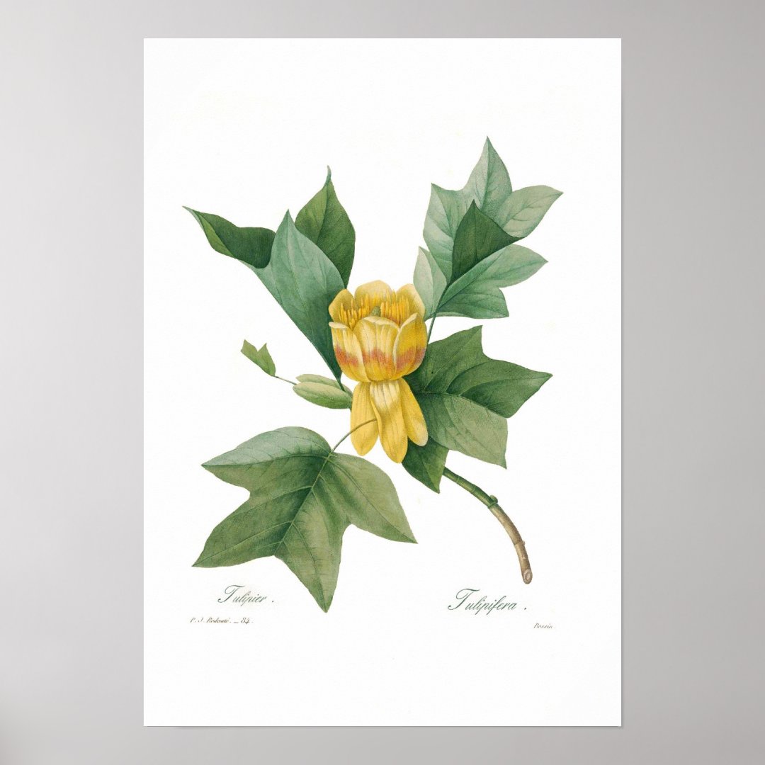 Tulip Tree Poster | Zazzle