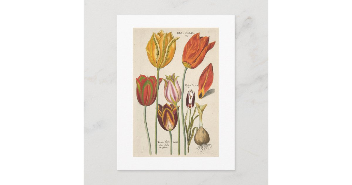 Tulips Postcard | Zazzle