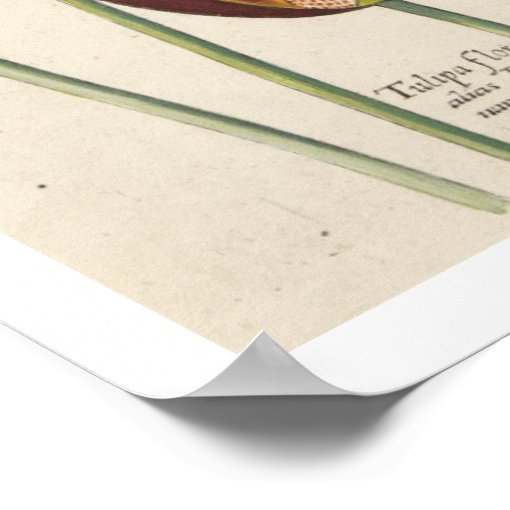 Tulips Poster | Zazzle