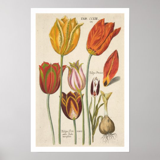 Tulips Poster | Zazzle.com