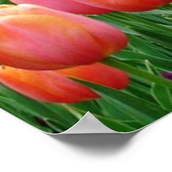 Tulips, tulips, tulips poster | Zazzle