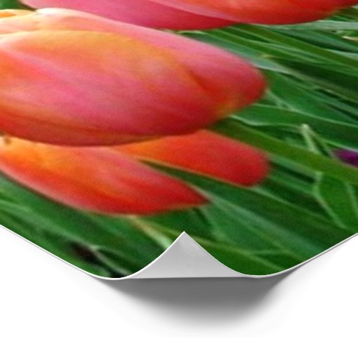 Tulips, tulips, tulips poster | Zazzle
