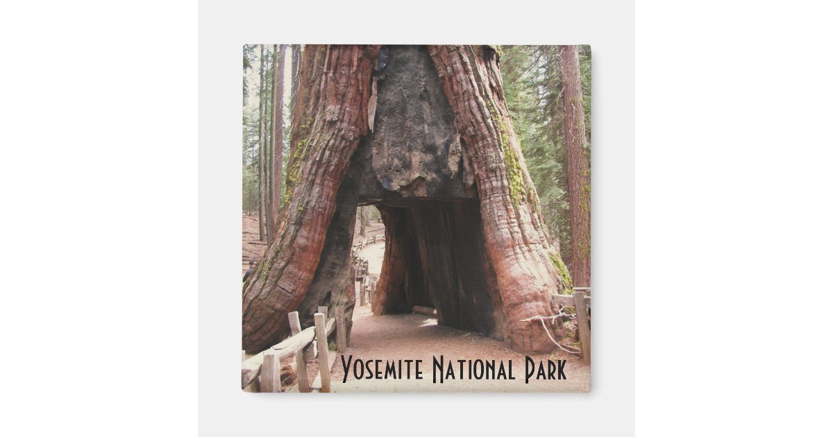 Tunnel Tree- Yosemite Magnet | Zazzle