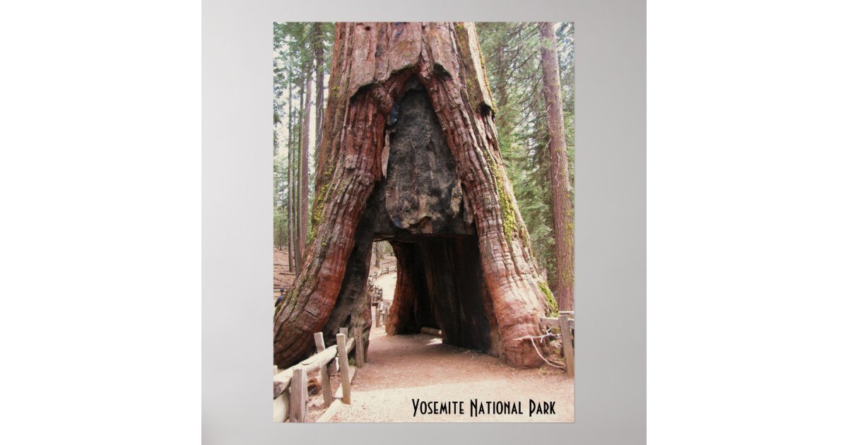 Tunnel Tree- Yosemite Poster | Zazzle