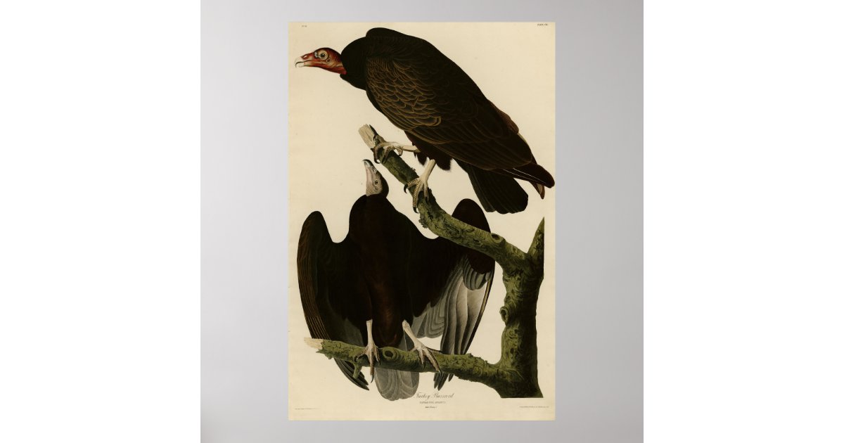Turkey Buzzard from Audubon's Birds of America Poster | Zazzle