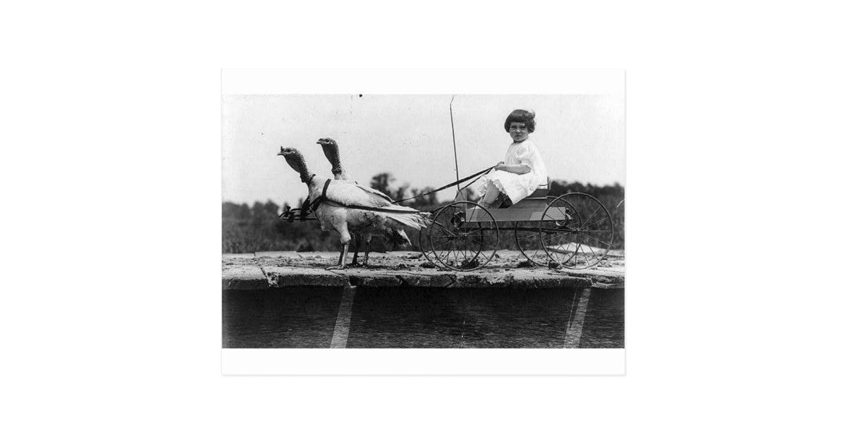 Turkey Carriage Postcard | Zazzle.com
