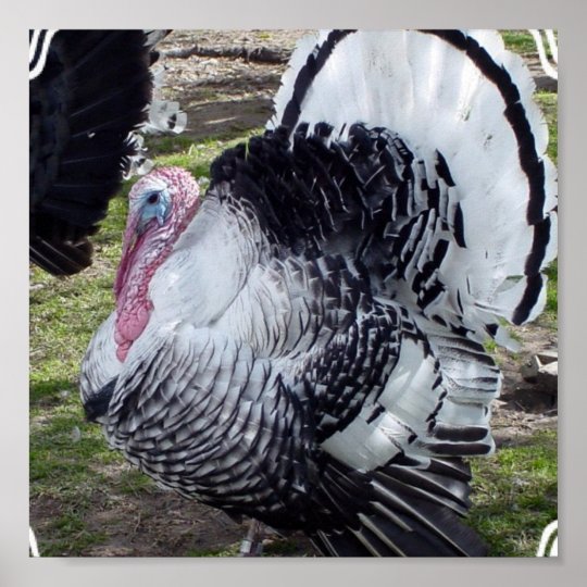 Turkey Poster Print | Zazzle.com