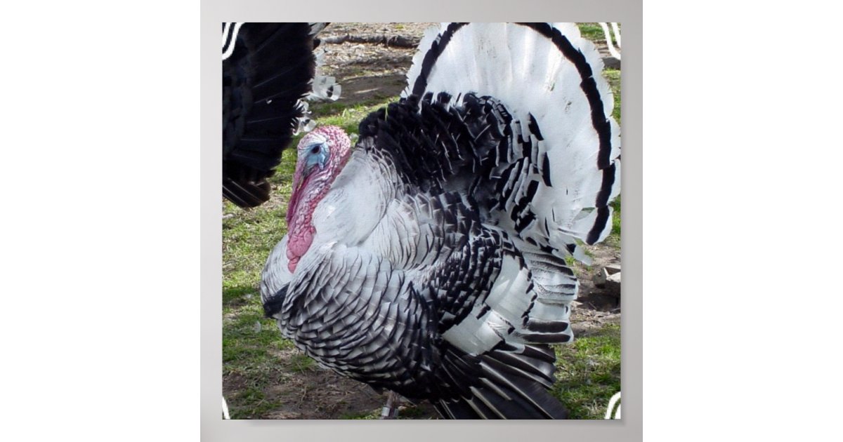 Turkey Poster Print | Zazzle